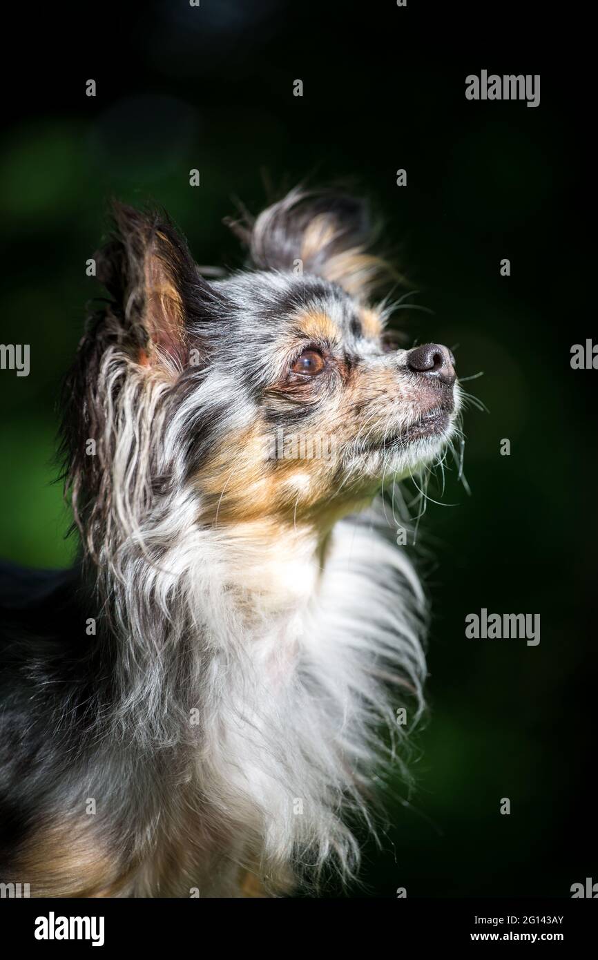 Blue merle Chihuahua dog Stock Photo - Alamy