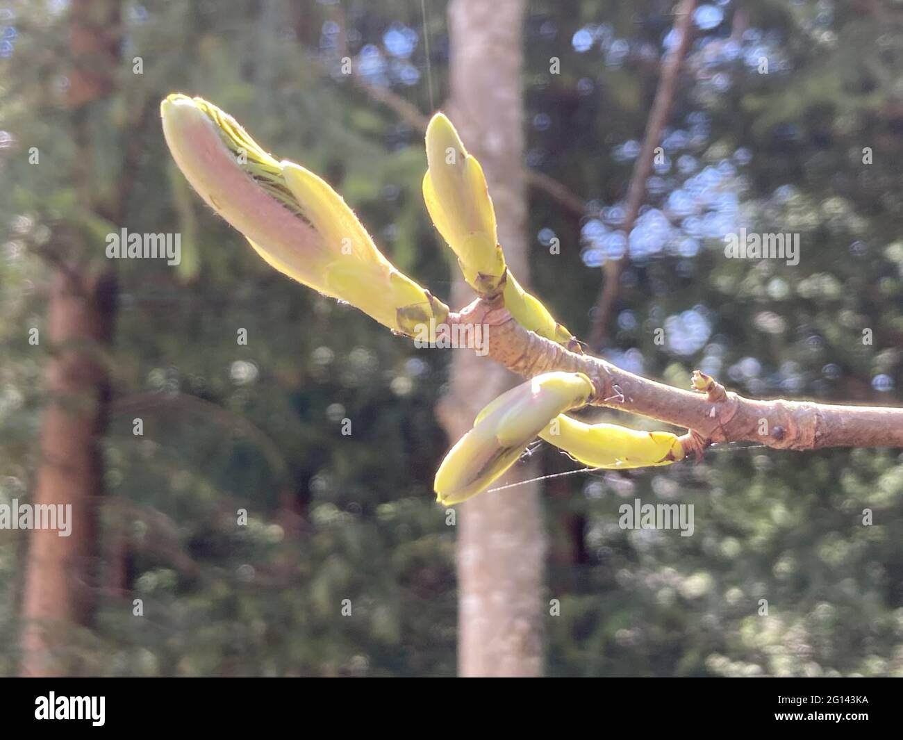 Twig of a magnolia tree with blooming buds Stock Photo - Alamy