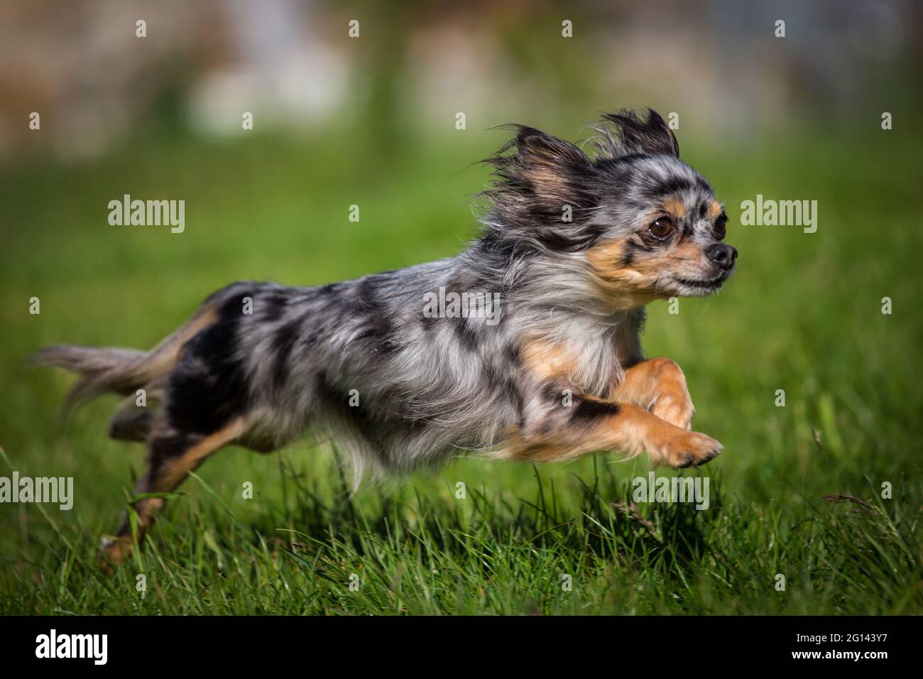Merle Chihuahua Puppy
