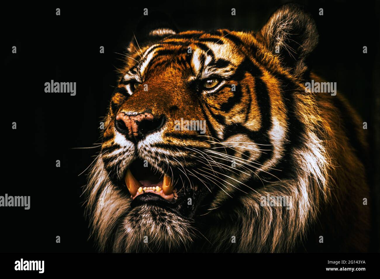 Sumatran Tiger, London Zoo Stock Photo - Alamy