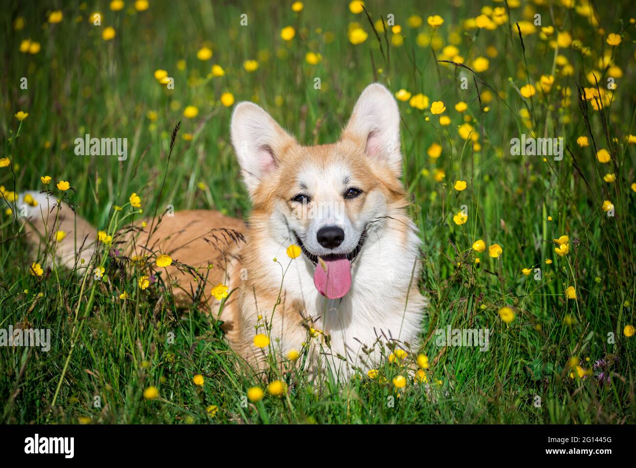Pembroke welsh corgi hi-res stock photography and images - Alamy