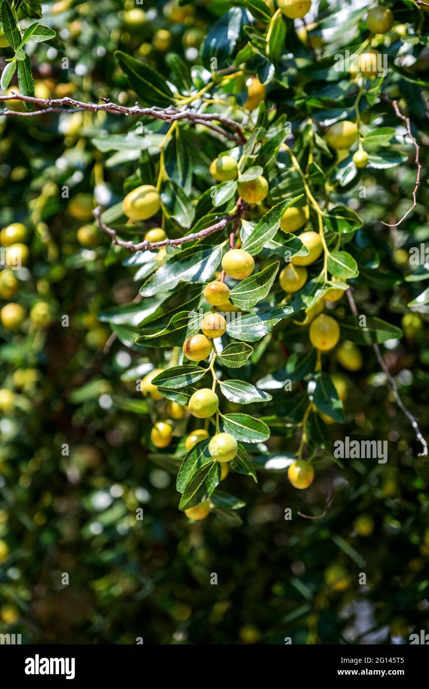 Jujube fruit or drupe ziziphus jujuba ripening on a tree Stock Photo ...