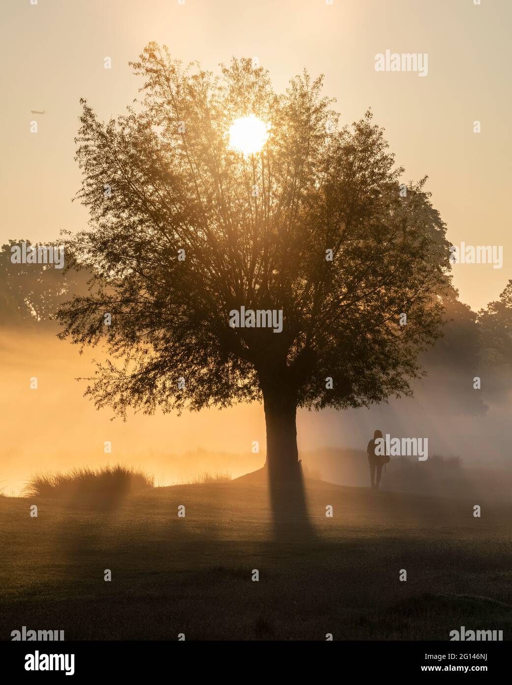 Light lit tree silhouette hi-res stock photography and images - Alamy