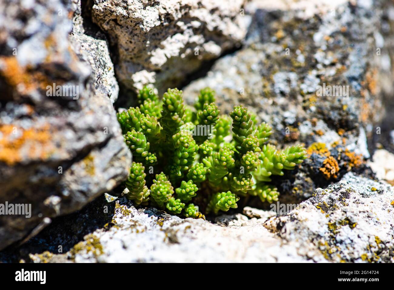 Plant among rocks hi-res stock photography and images - Alamy