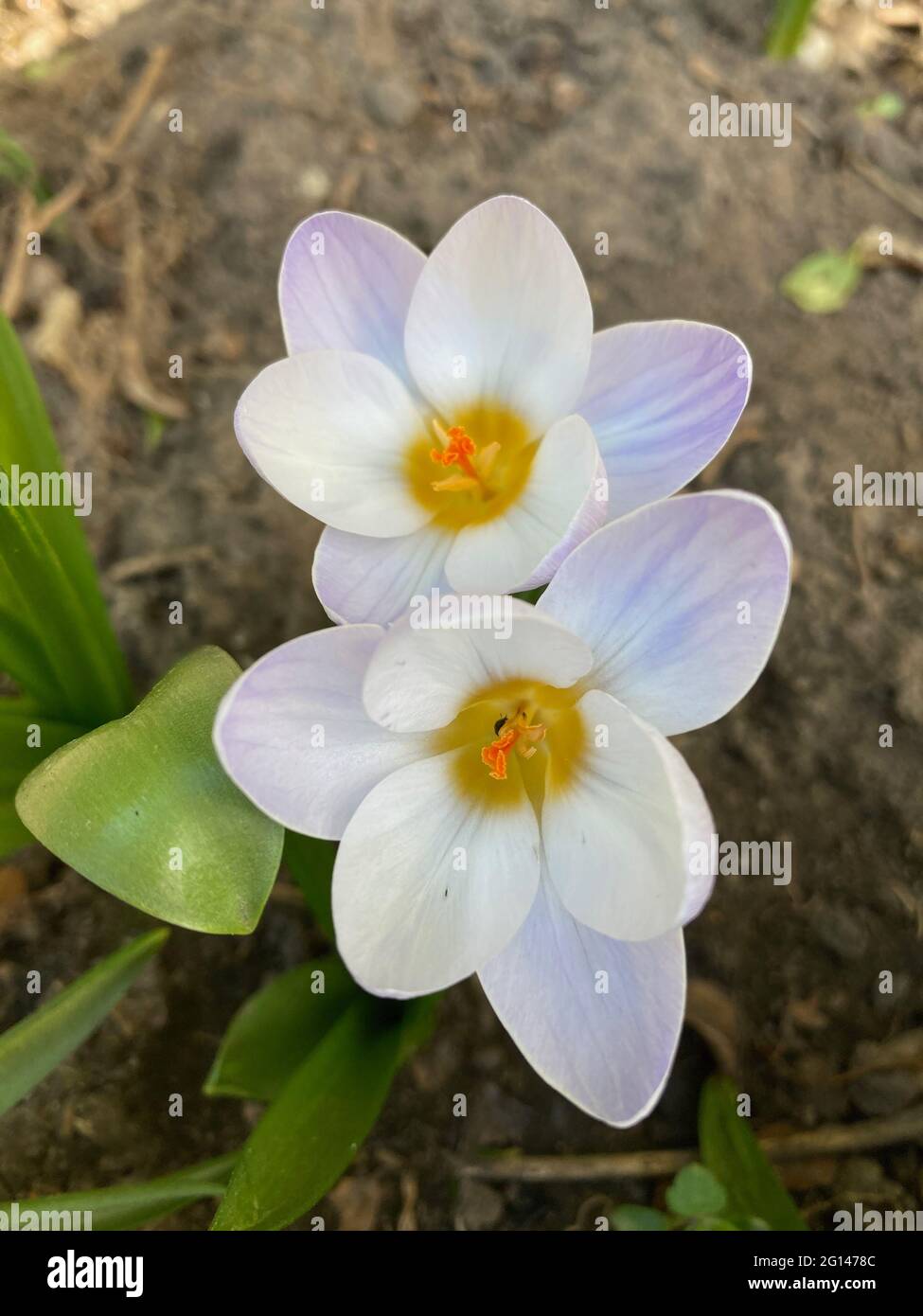 White crocuses hi-res stock photography and images - Alamy