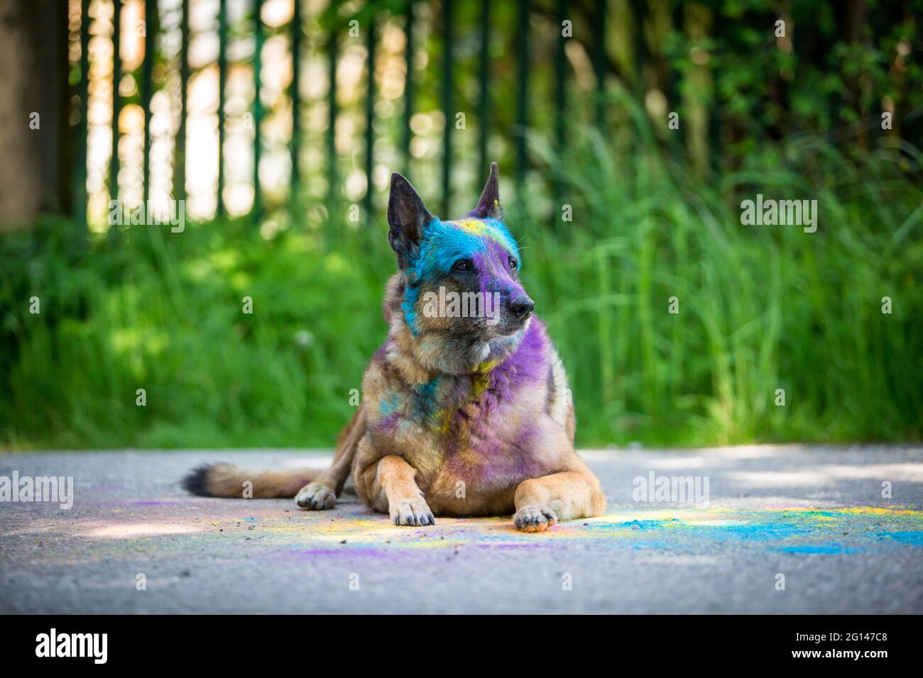 Senior Malinois High Resolution Stock Photography and Images - Alamy
