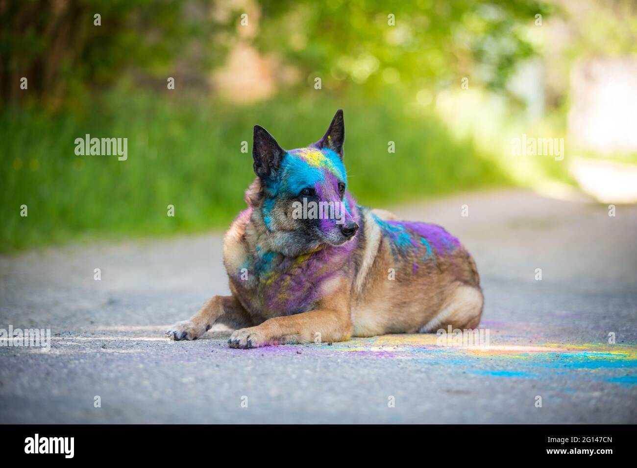 Old Belgian Shepherd Dog (Malinois), colorful with holi powder Stock ...
