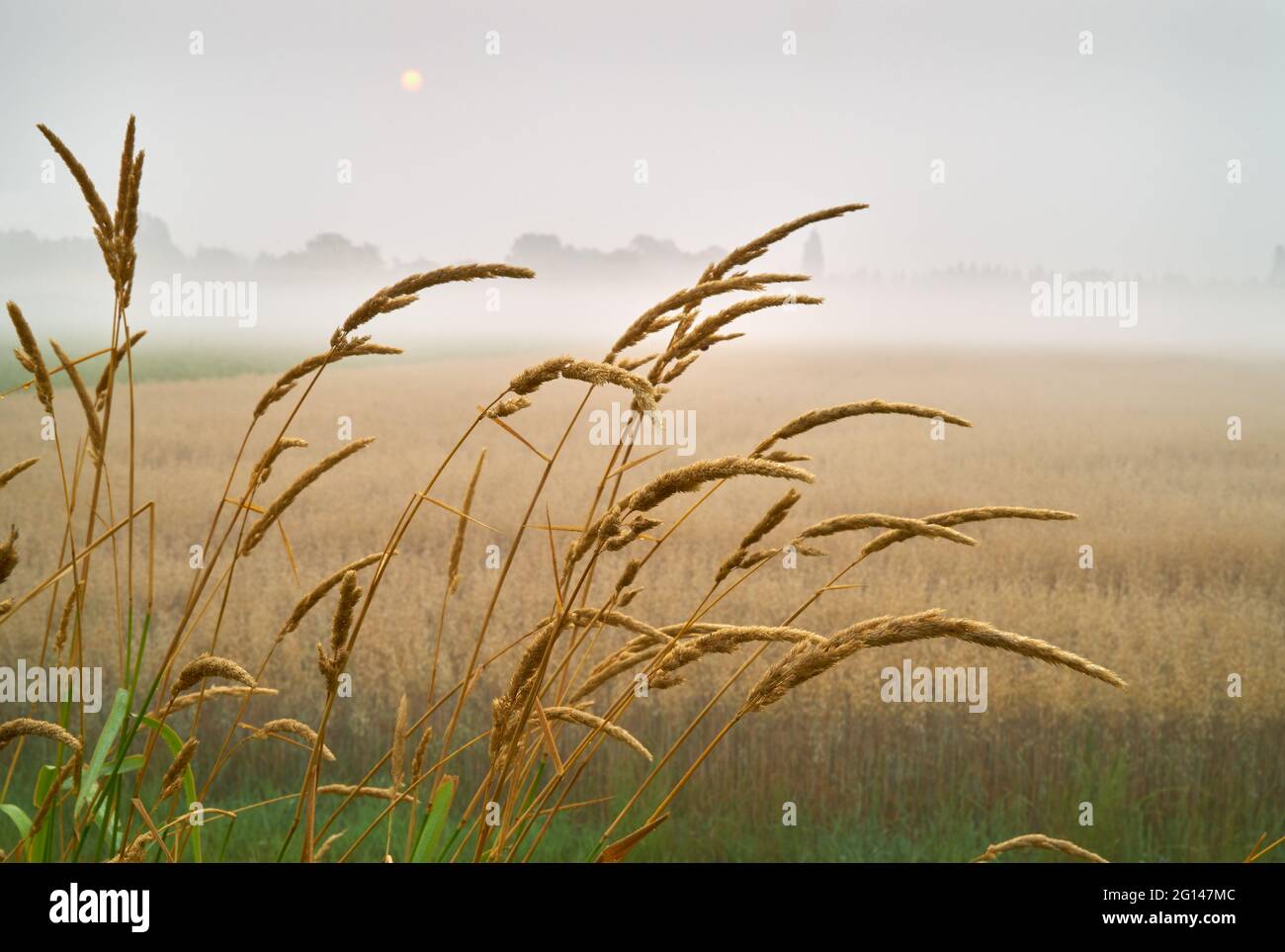 Misty farm hi-res stock photography and images - Alamy