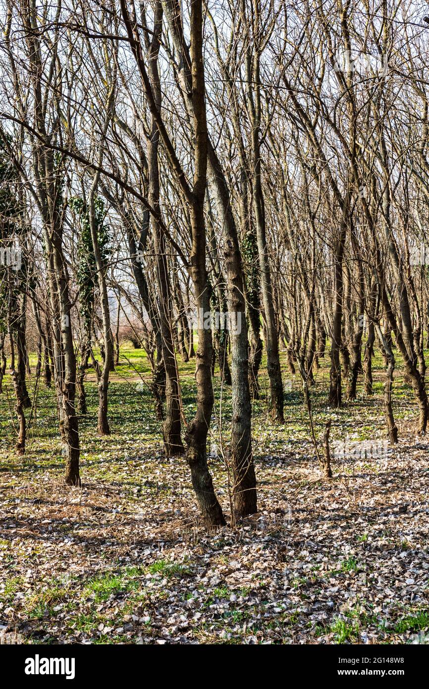 Tree trunks in a dense forest, way through rows of trees Stock Photo ...