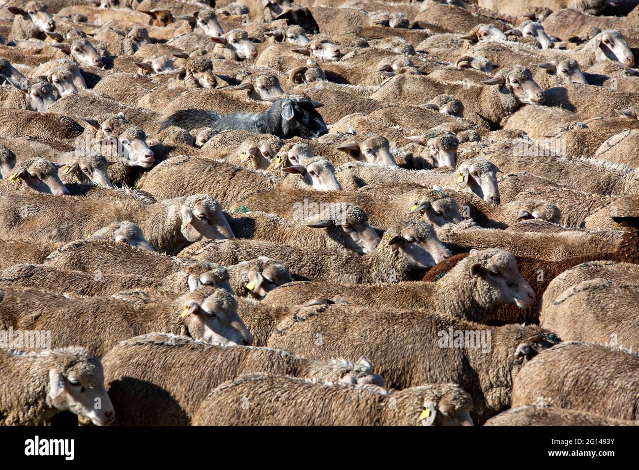 Crowd of sheep hi-res stock photography and images - Alamy