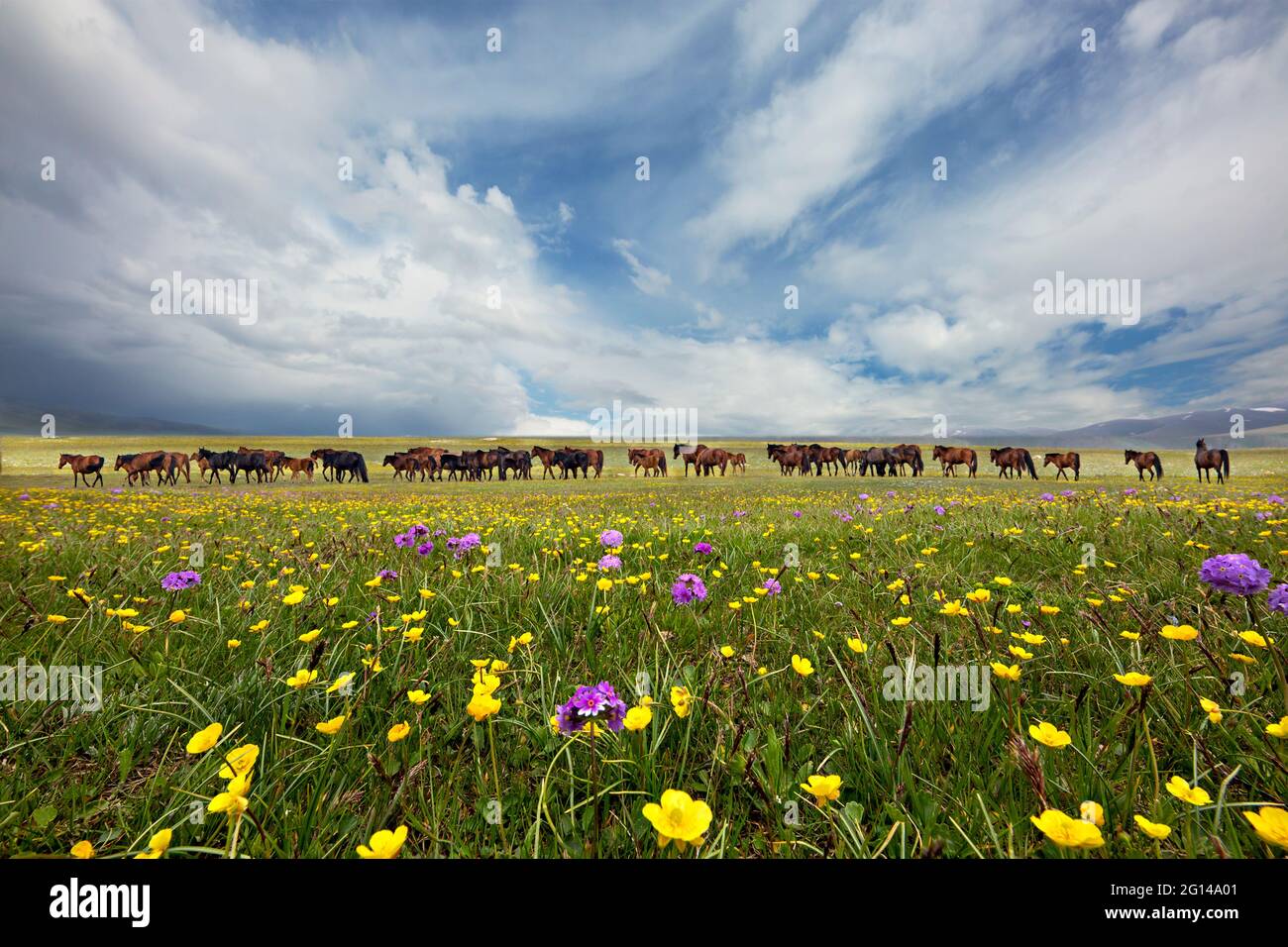 Horses and wild flowers in Assy Plateau where the nomads spend the ...