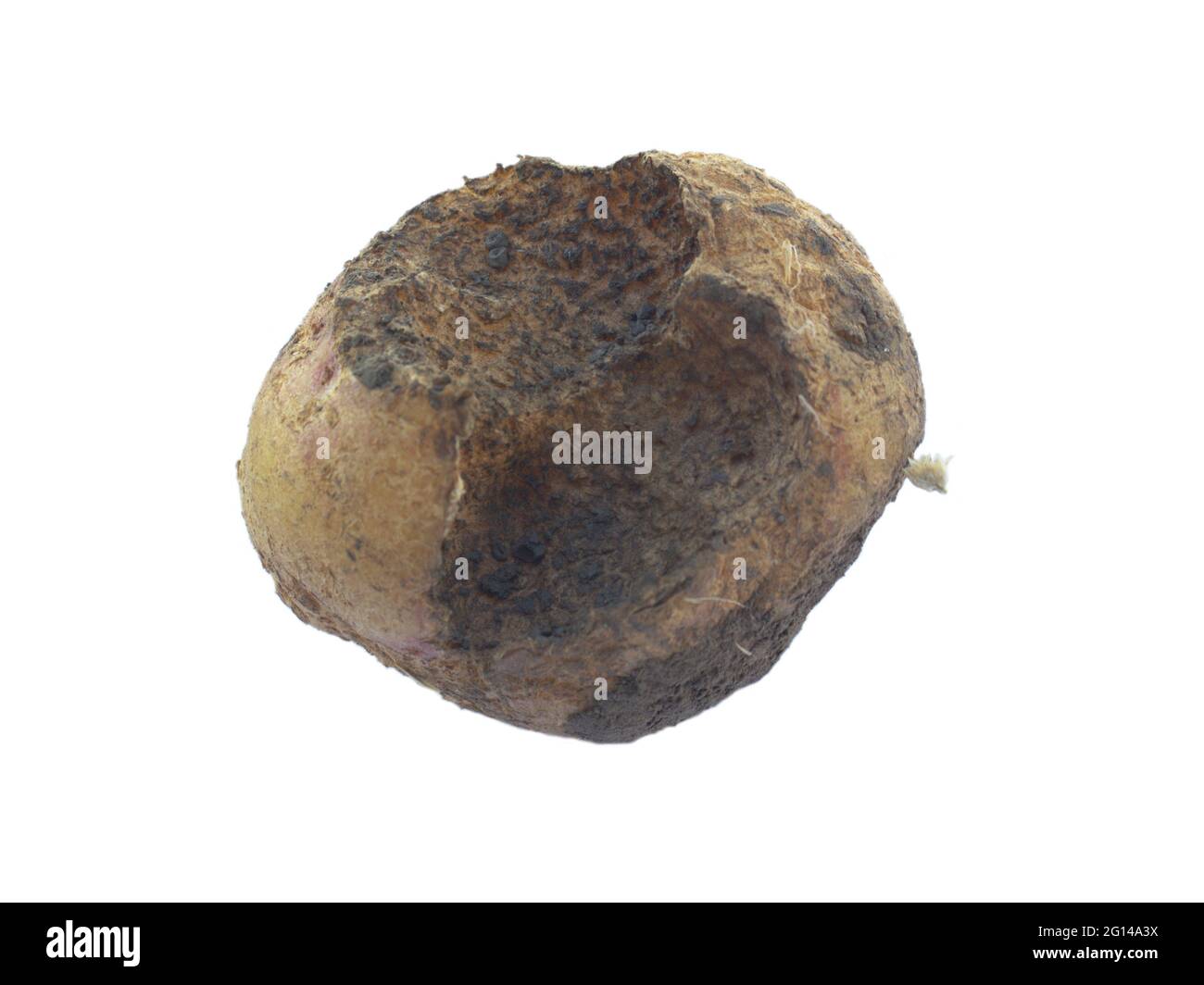 Potato diseases: potato damaged by a Mole cricket (Gryllotalpidae ...