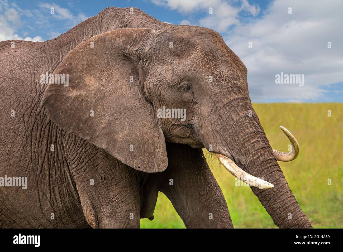 Elephant with twisted tasks in Maasai Mara, Kenya Stock Photo - Alamy