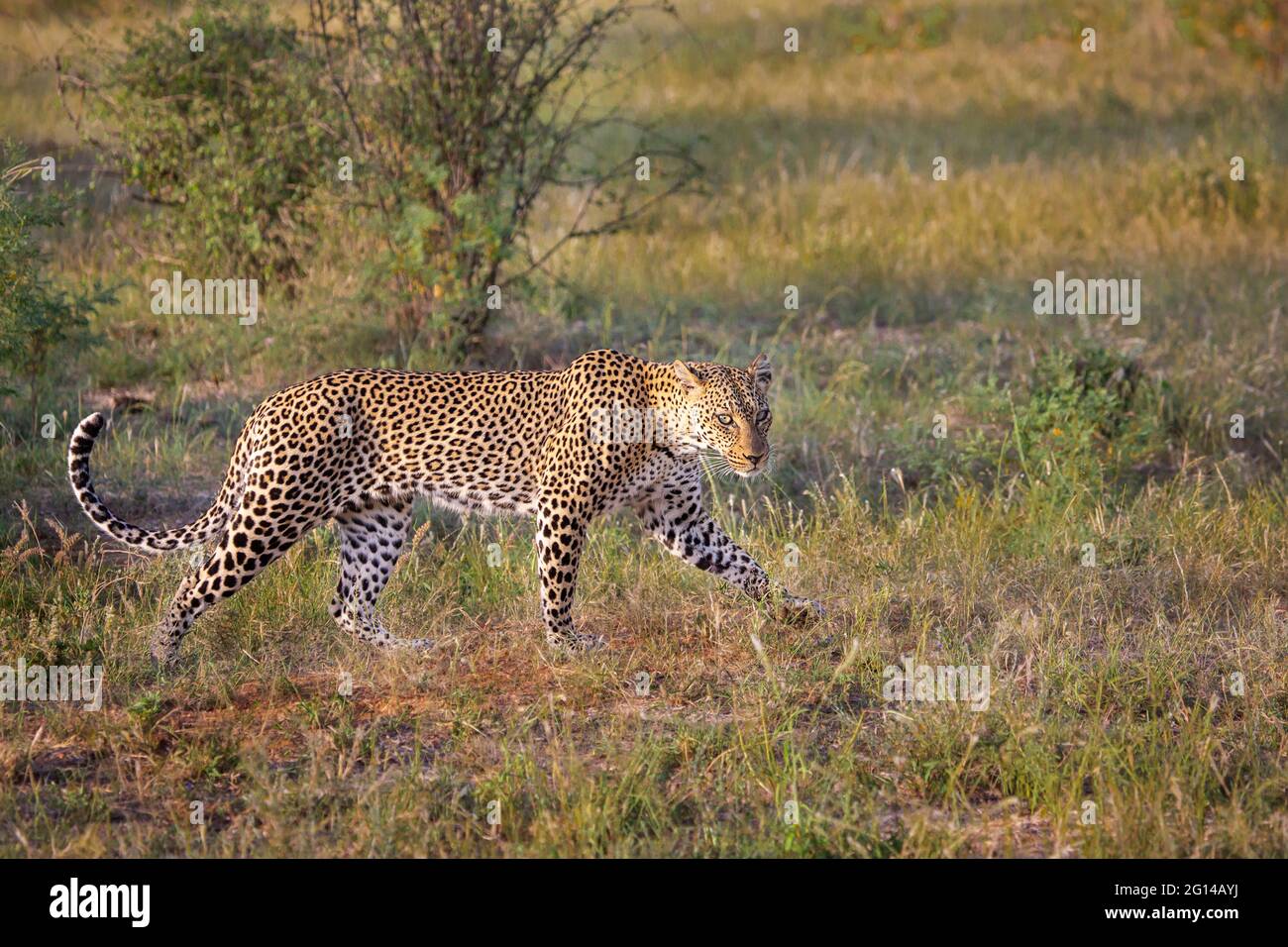 Leopard walking in grass hi-res stock photography and images - Alamy
