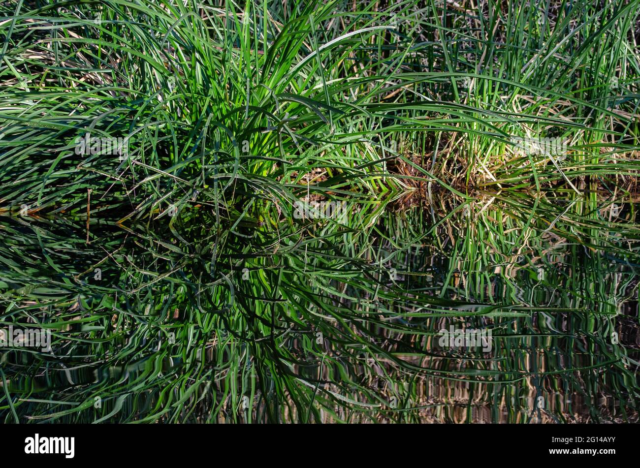 Green reeds pond hi-res stock photography and images - Alamy