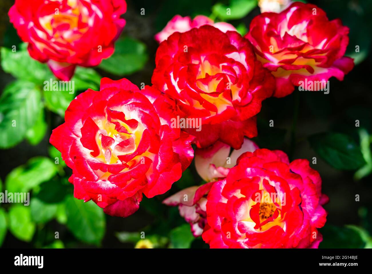 Cherry parfait grandiflora rose hi-res stock photography and images - Alamy