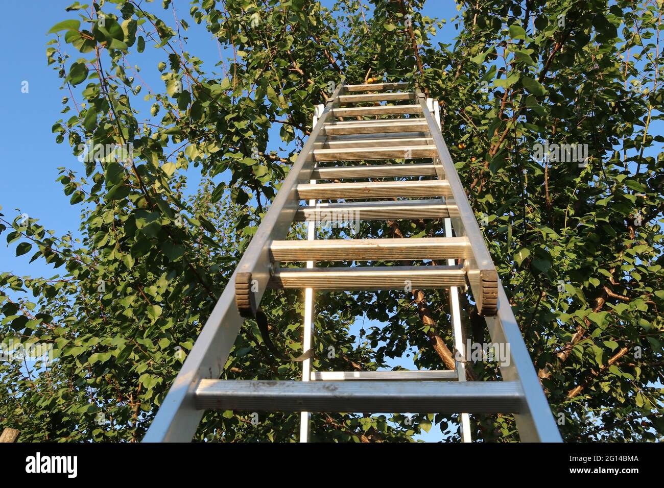 Ladder picking fruit hi-res stock photography and images - Alamy