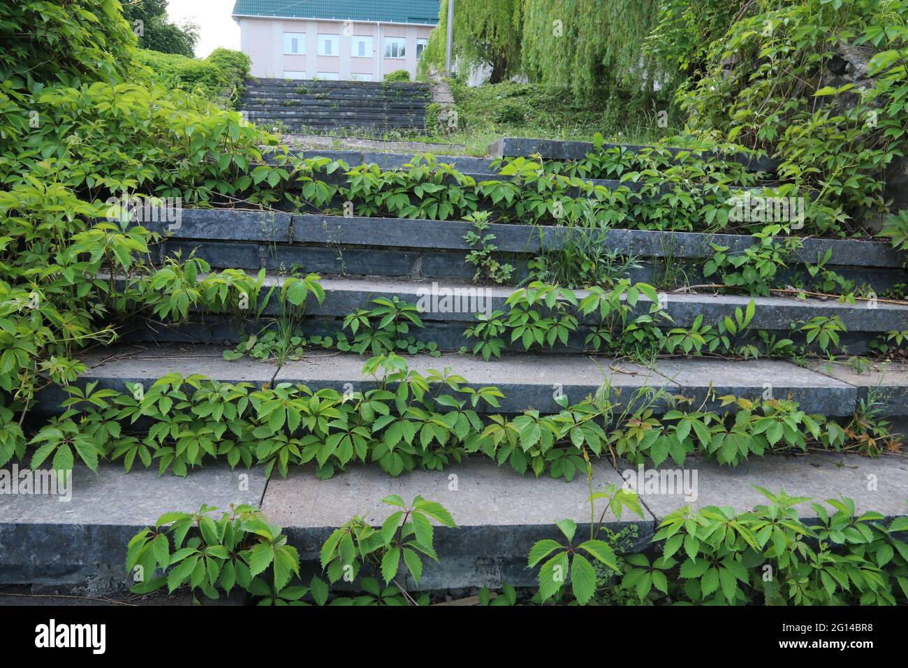 Old stone stairs in the park. Stairs covered with bushes. Old stone ...