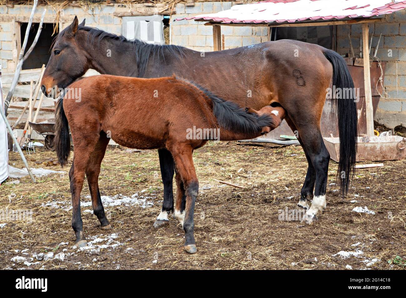 Female horse hi-res stock photography and images - Alamy