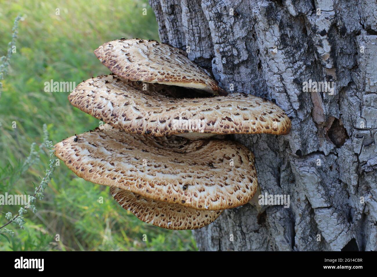 Chaga Mushroom on the tree. Large tree mushrooms grew on the trunk of a ...