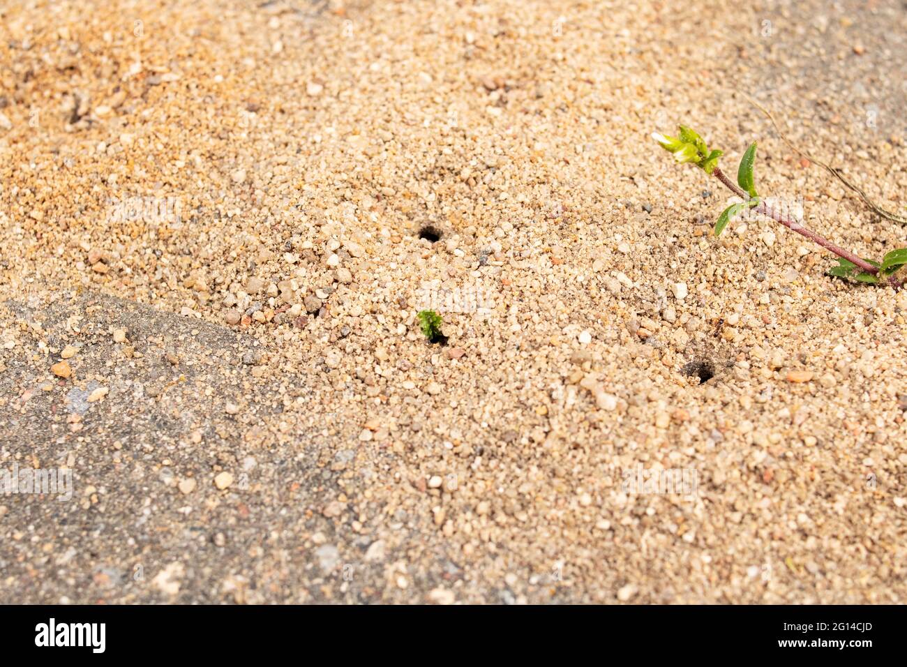 Yellow sand anthill on paving slabs close up Stock Photo - Alamy