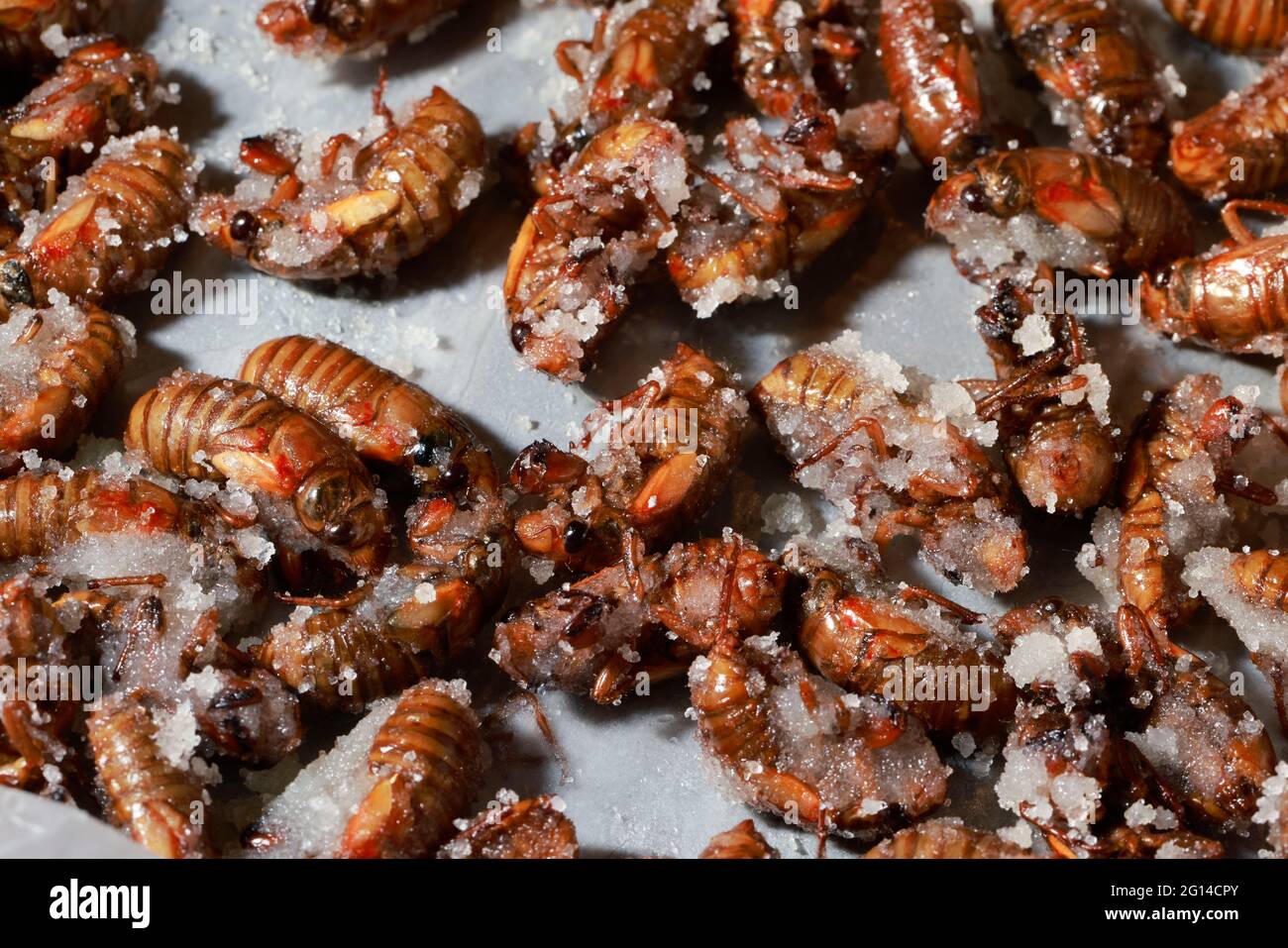 2021 cicadas hi-res stock photography and images - Alamy