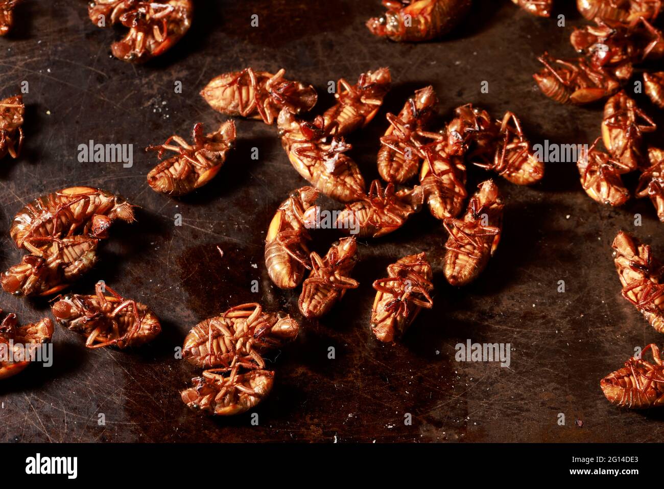 Cicadas prepared as Brood X Cicadas are served as food items during a ...