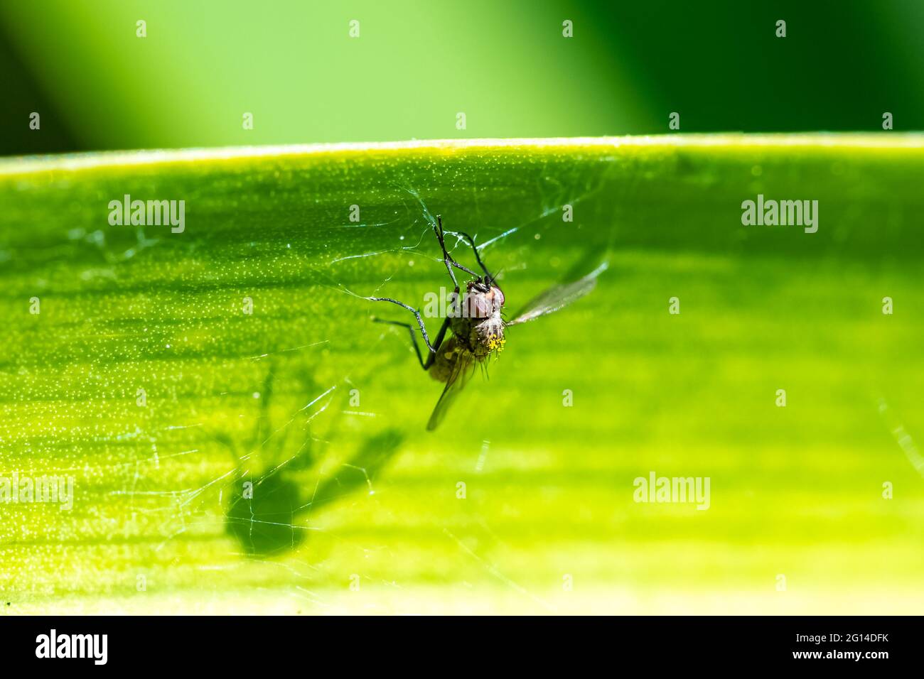 Spiders flying hi-res stock photography and images - Alamy