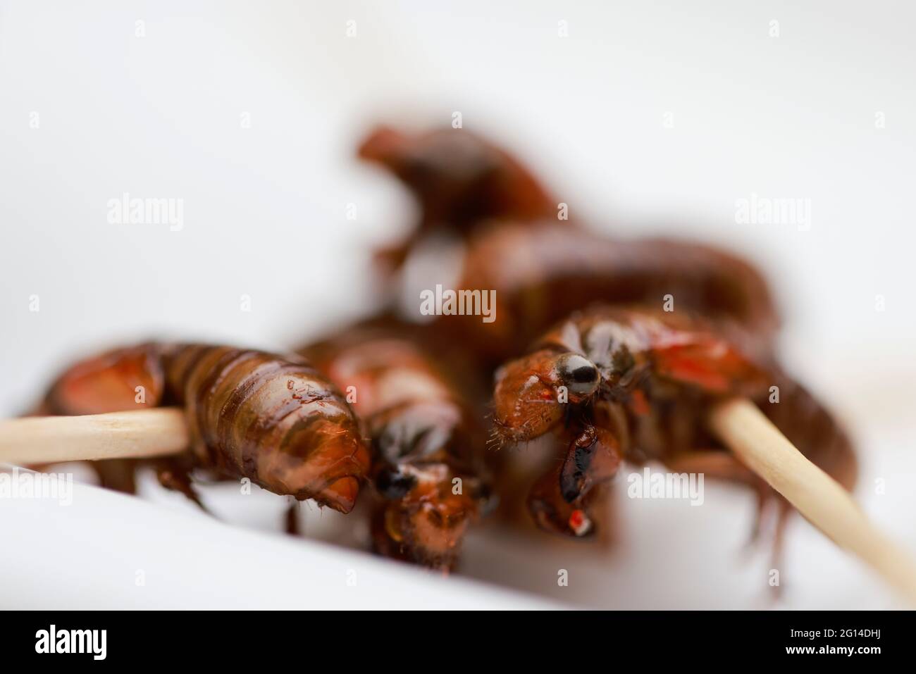 Cicadas on a Skewer are a course as Brood X Cicadas are served as food ...