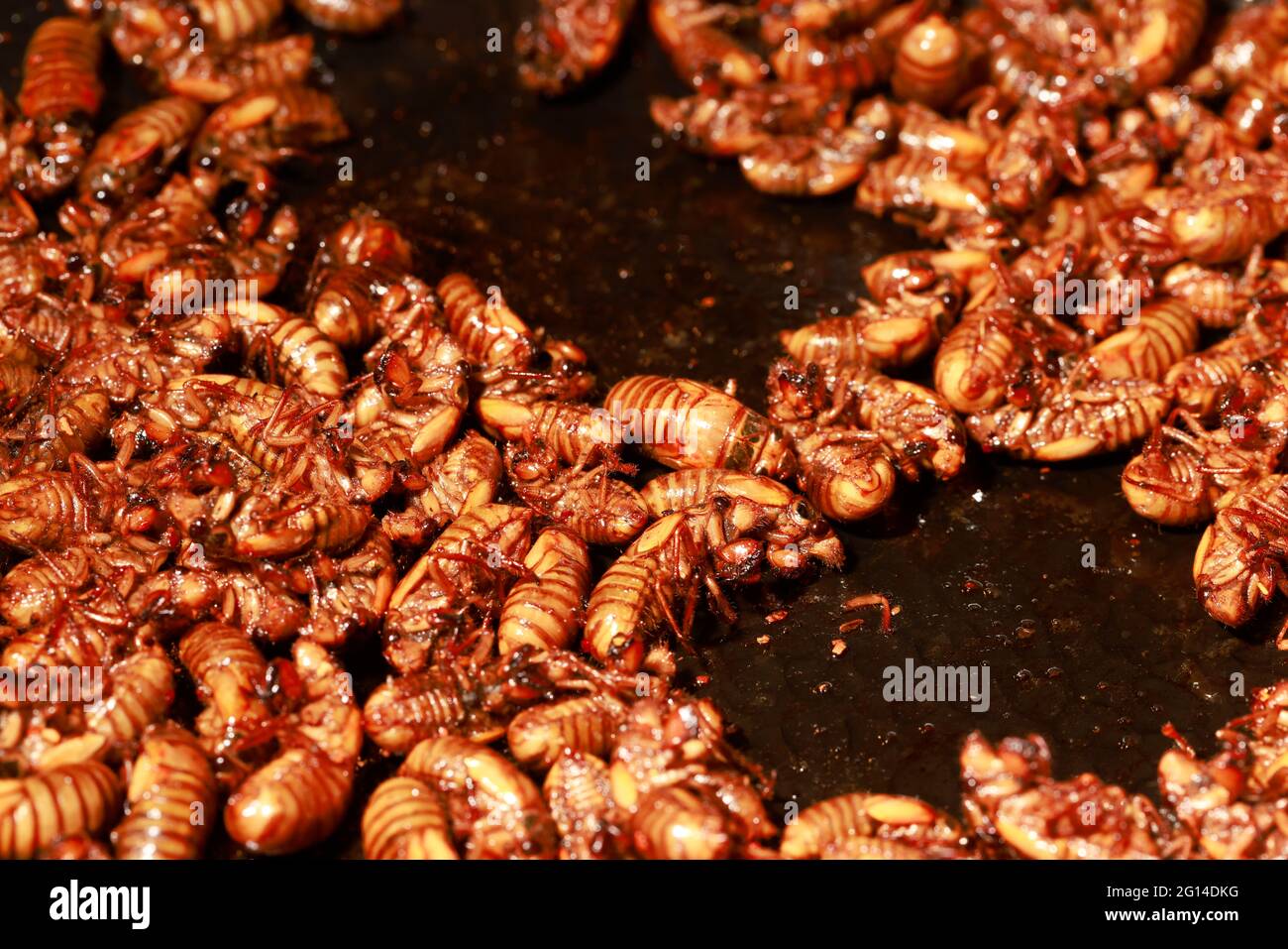 Cicadas prepared as Brood X Cicadas are served as food items during a ...
