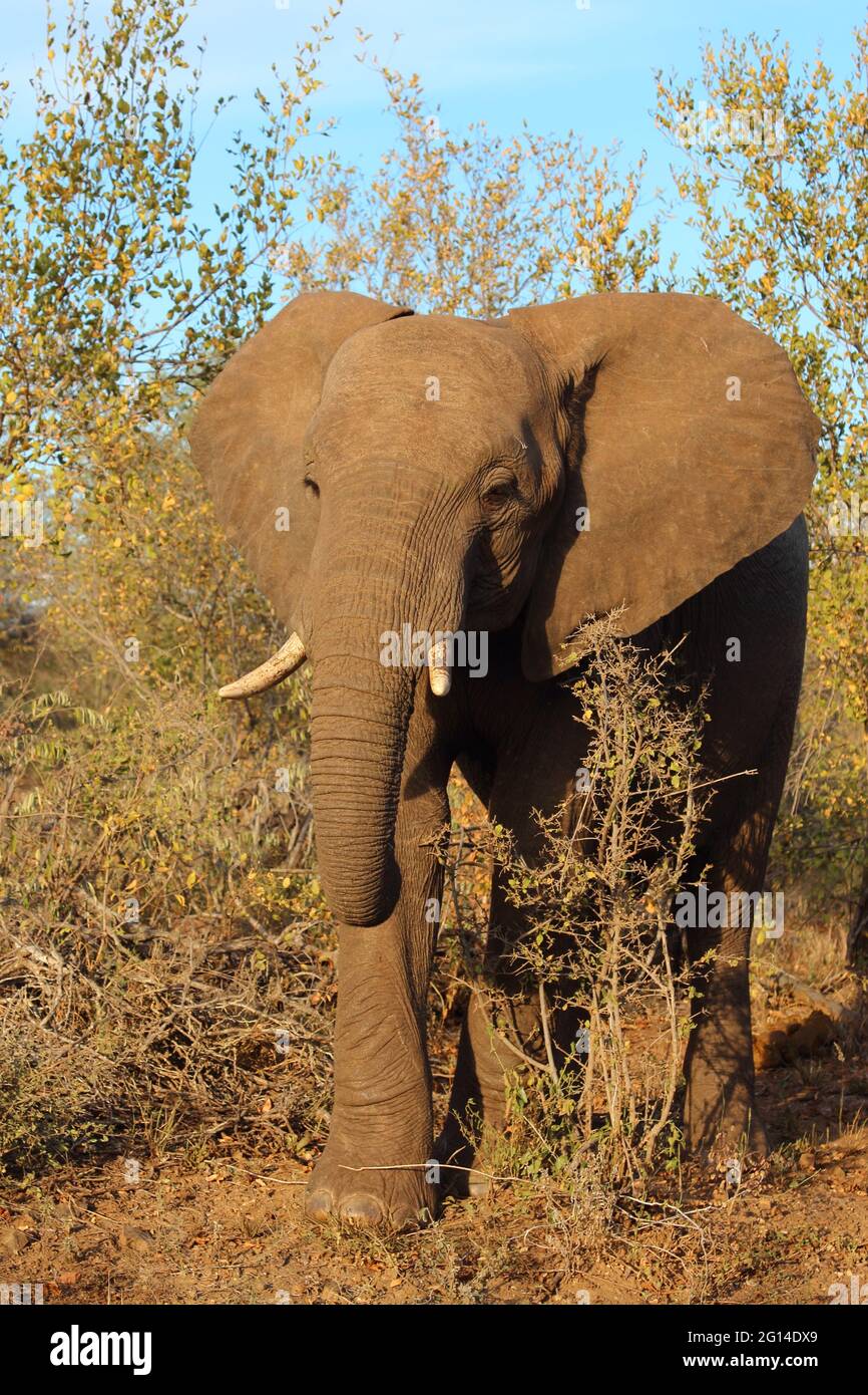 Afrikanischer Elefant / African elephant / Loxodonta africana Stock ...