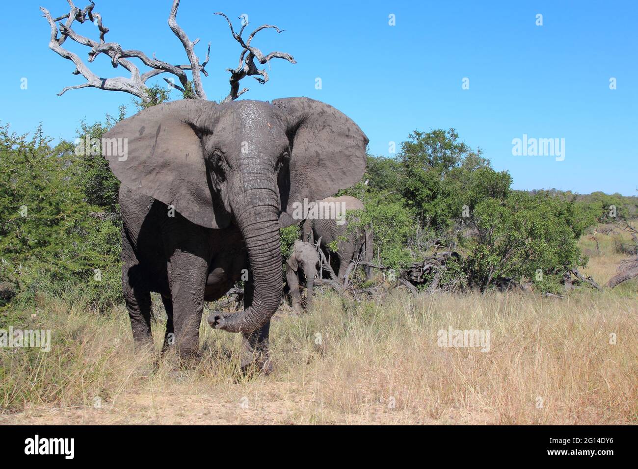 Afrikanischer Elefant / African elephant / Loxodonta africana Stock ...