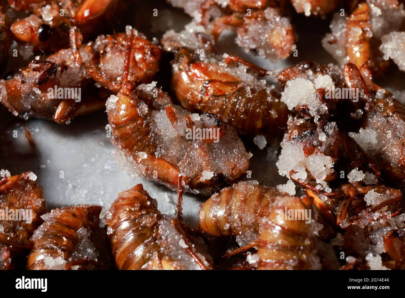 Bloomington, Indiana, USA. 27th May, 2021. Cicadas are prepared to go ...