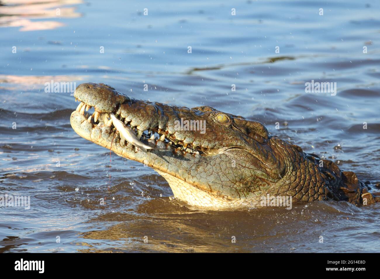 Nilkrokodil / Nile crocodile / Crocodylus niloticus Stock Photo - Alamy