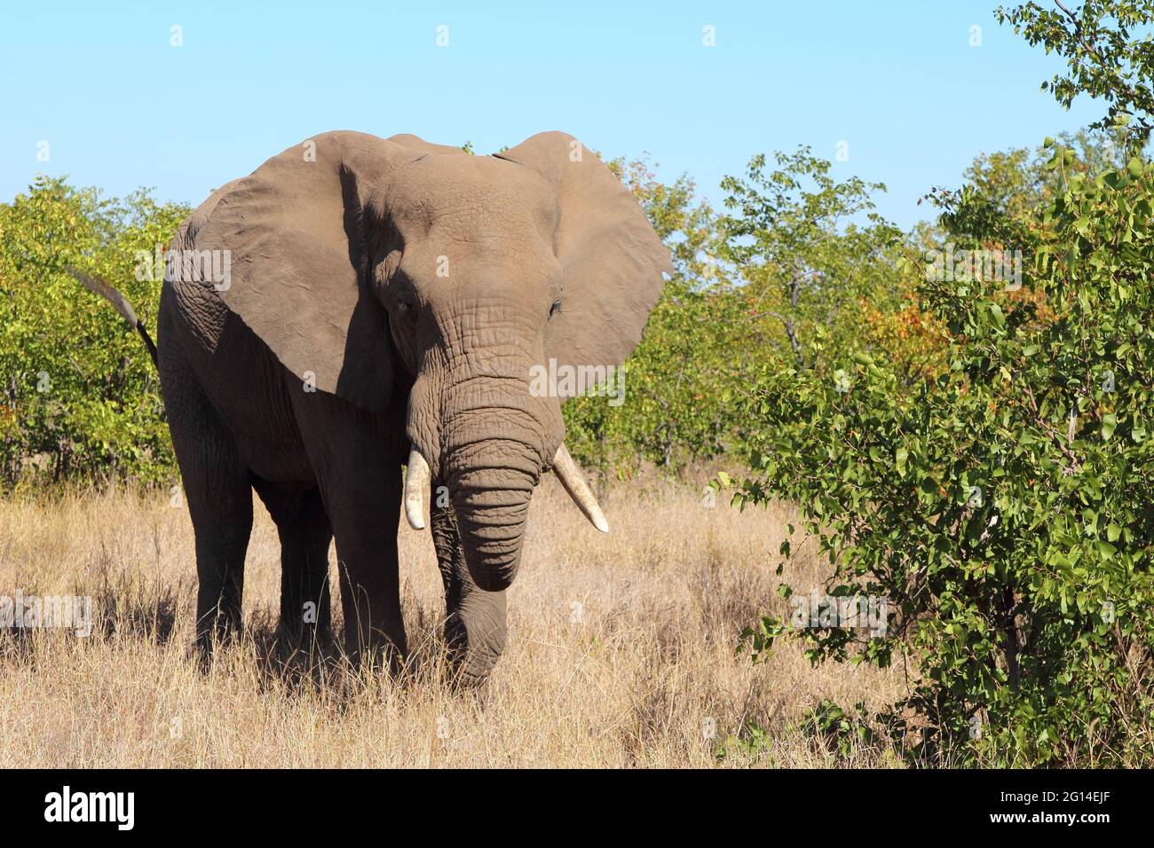 Afrikanischer Elefant / African elephant / Loxodonta africana Stock ...