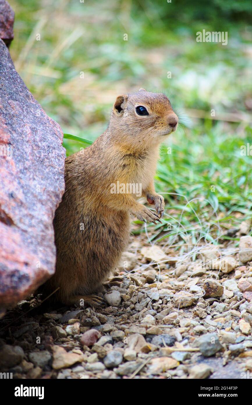 Animal hiding rock hi-res stock photography and images - Alamy