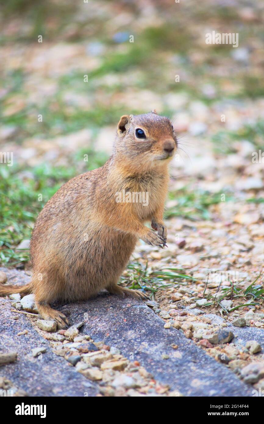 Small animal standing on hind legs hi-res stock photography and images ...
