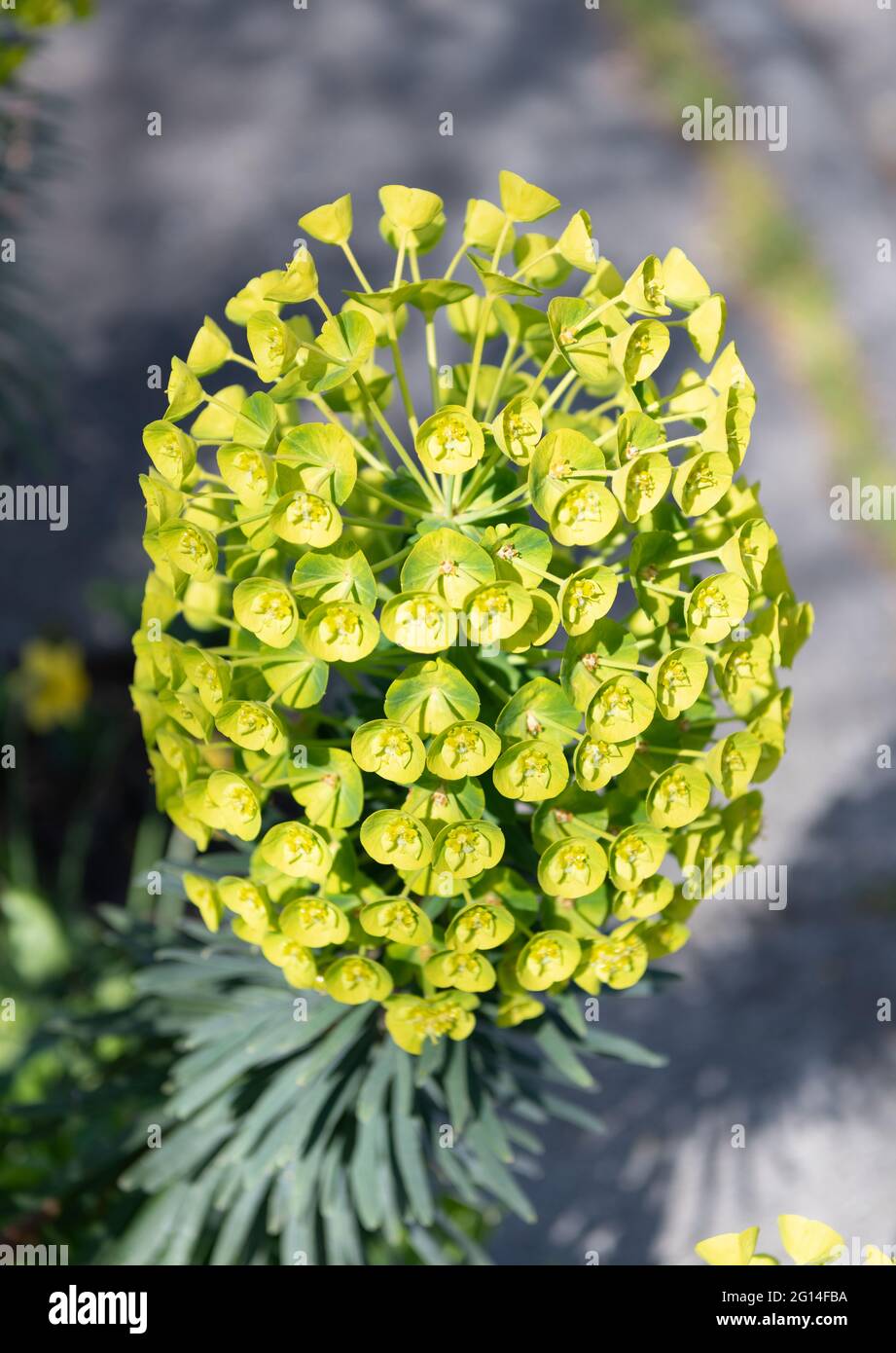 Flowering spurge plant with green flower natural background, Euphorbia ...