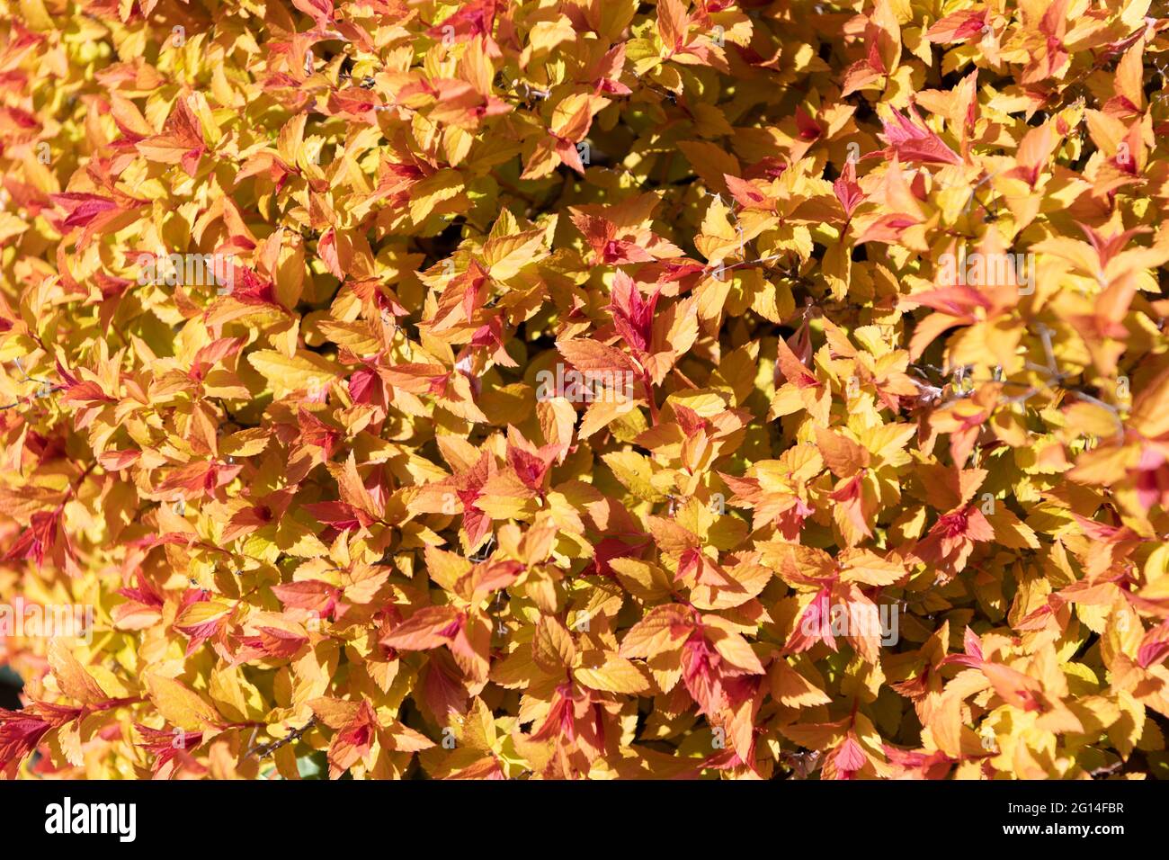 Colored shrub leaves fall color natural colorful leaf background ...