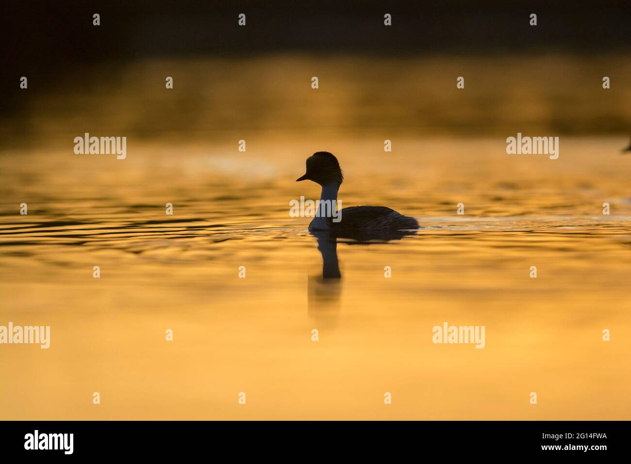 Silvery grebe, Podiceps Occipitalis, swimming in Pampas lagoon, La ...