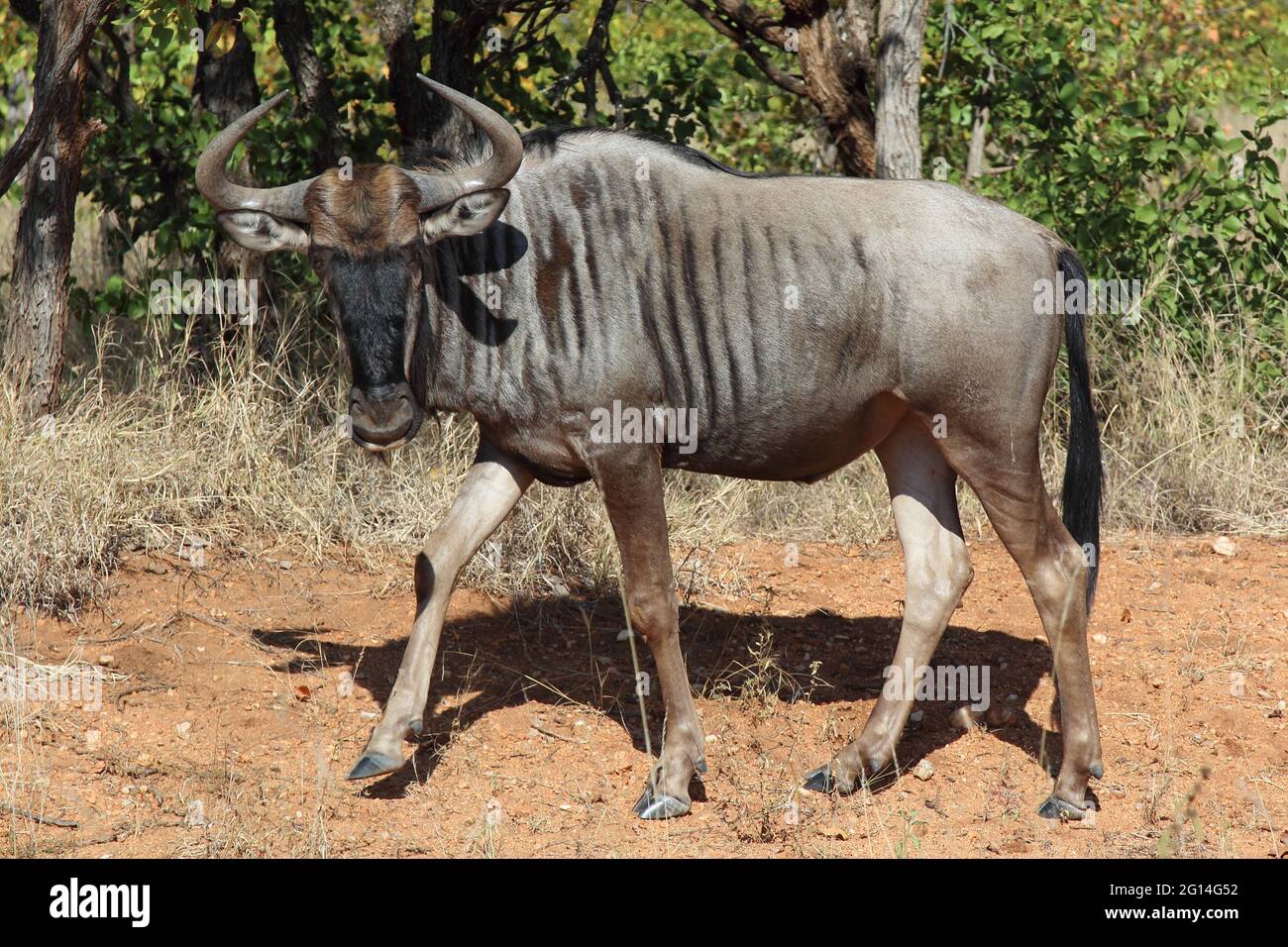 Streifengnu / Blue wildebeest / Connochaetes taurinus Stock Photo - Alamy