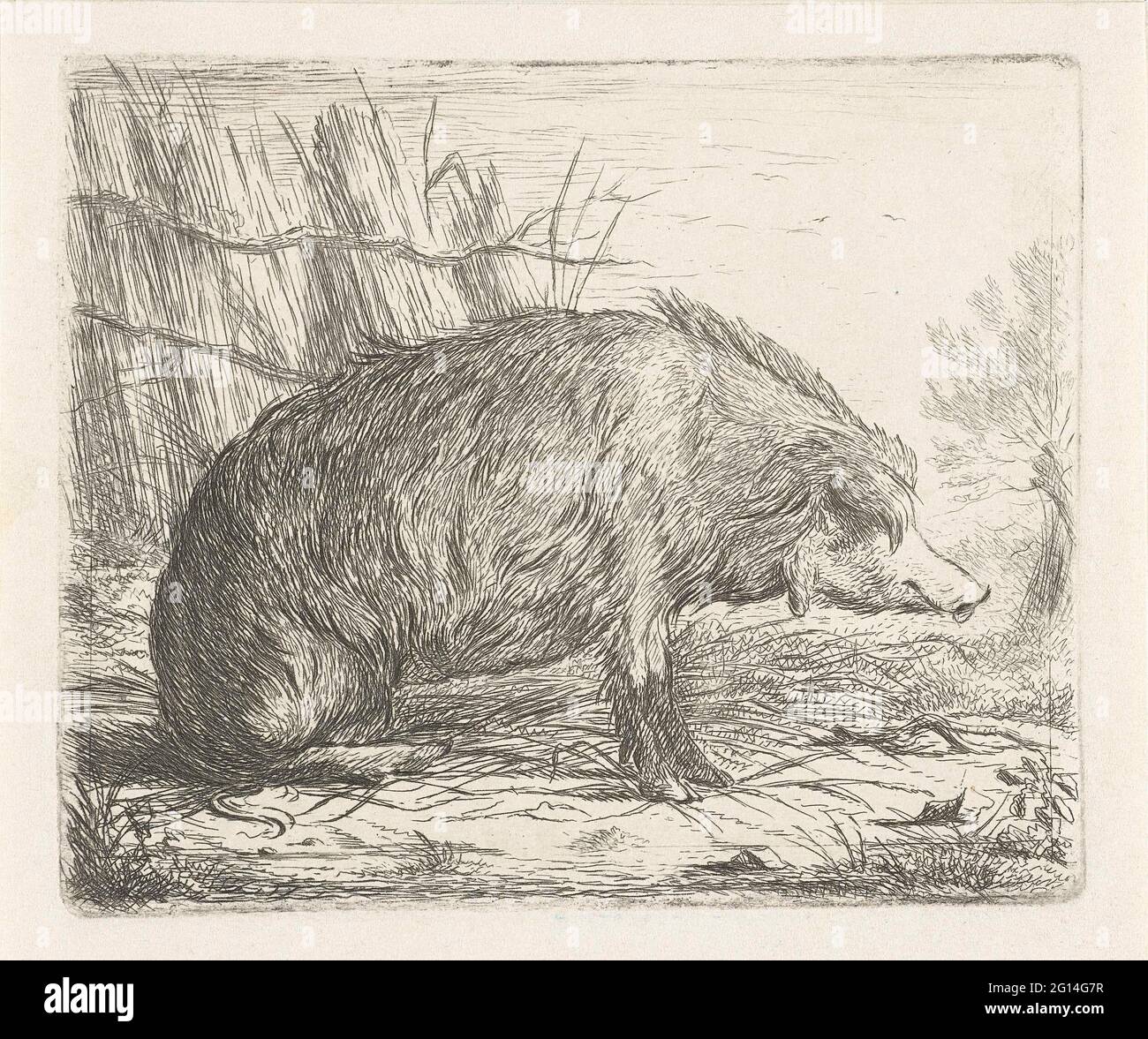 Sitting wild boar Stock Photo - Alamy