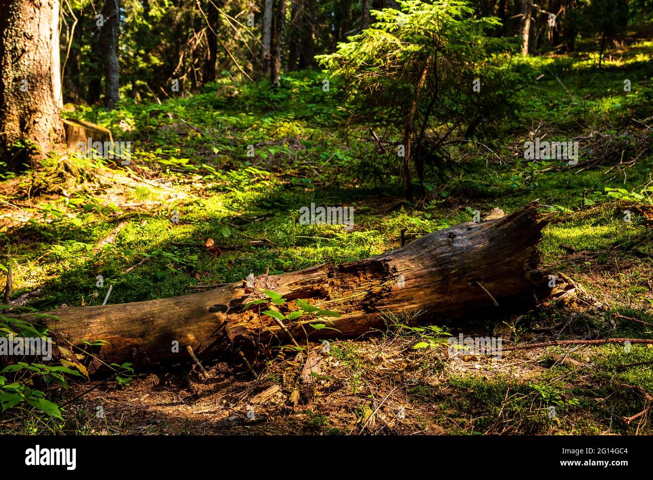 View through forest trees, sunlights over the mountain forest details ...