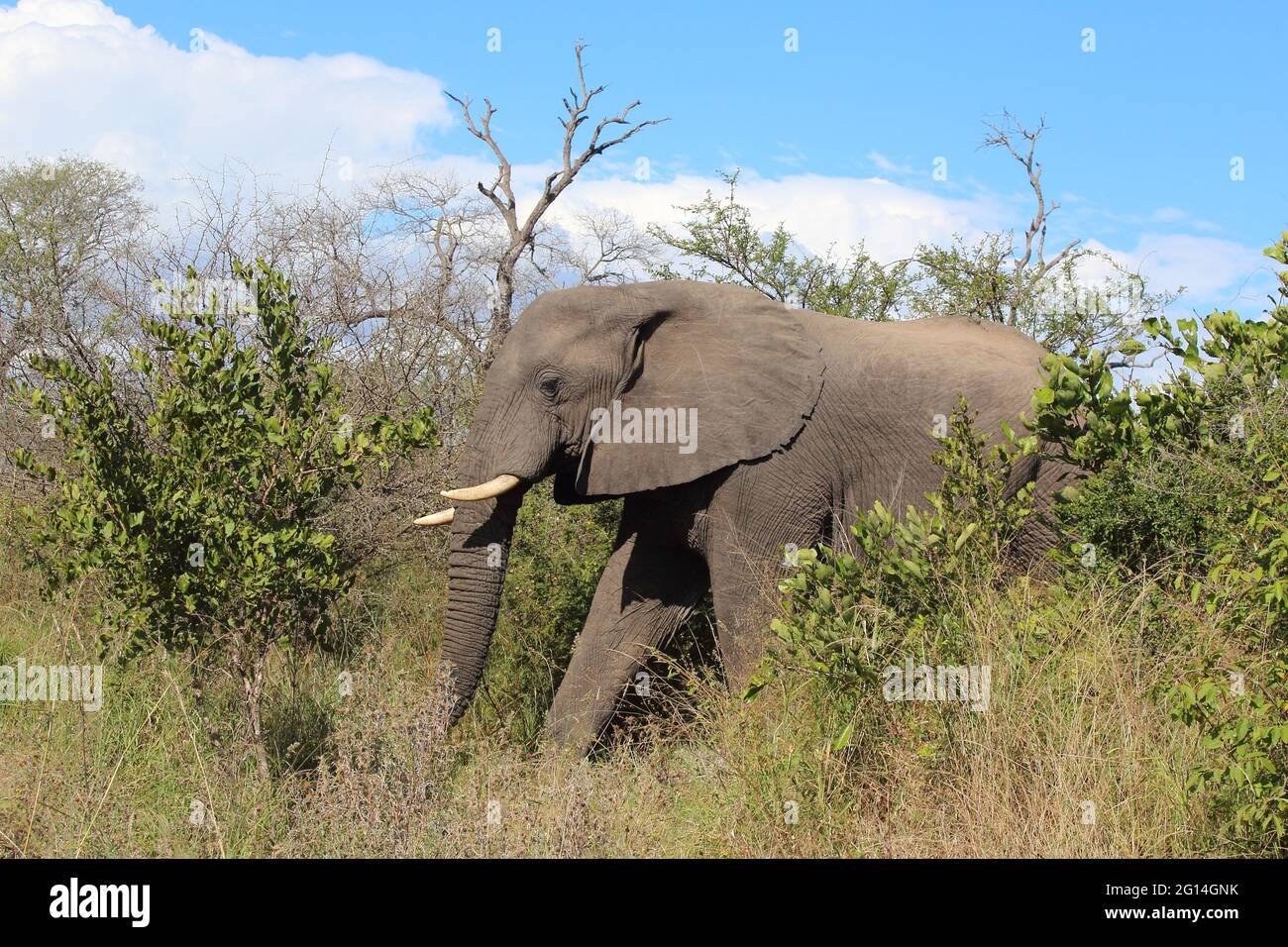 Afrikanischer Elefant / African elephant / Loxodonta africana Stock ...