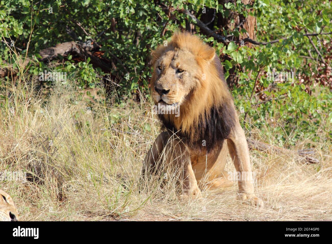 Afrikanischer Löwe / African lion / Panthera leo Stock Photo - Alamy