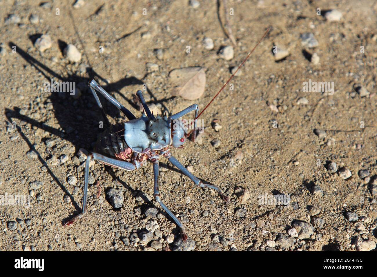 Gepanzerte grille hi-res stock photography and images - Alamy