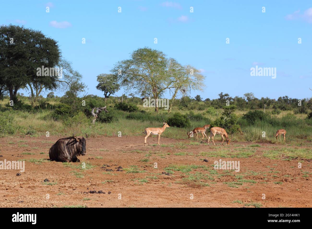 Streifengnu / Blue wildebeest / Connochaetes taurinus Stock Photo - Alamy