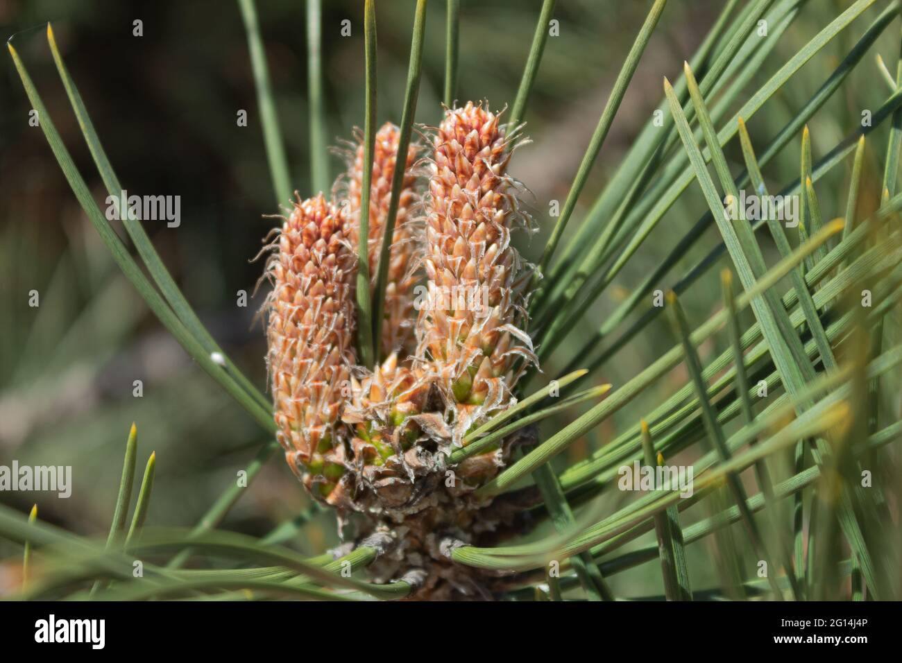 Young inflorescence on a pine branch in the spring. Inflorescence of a ...