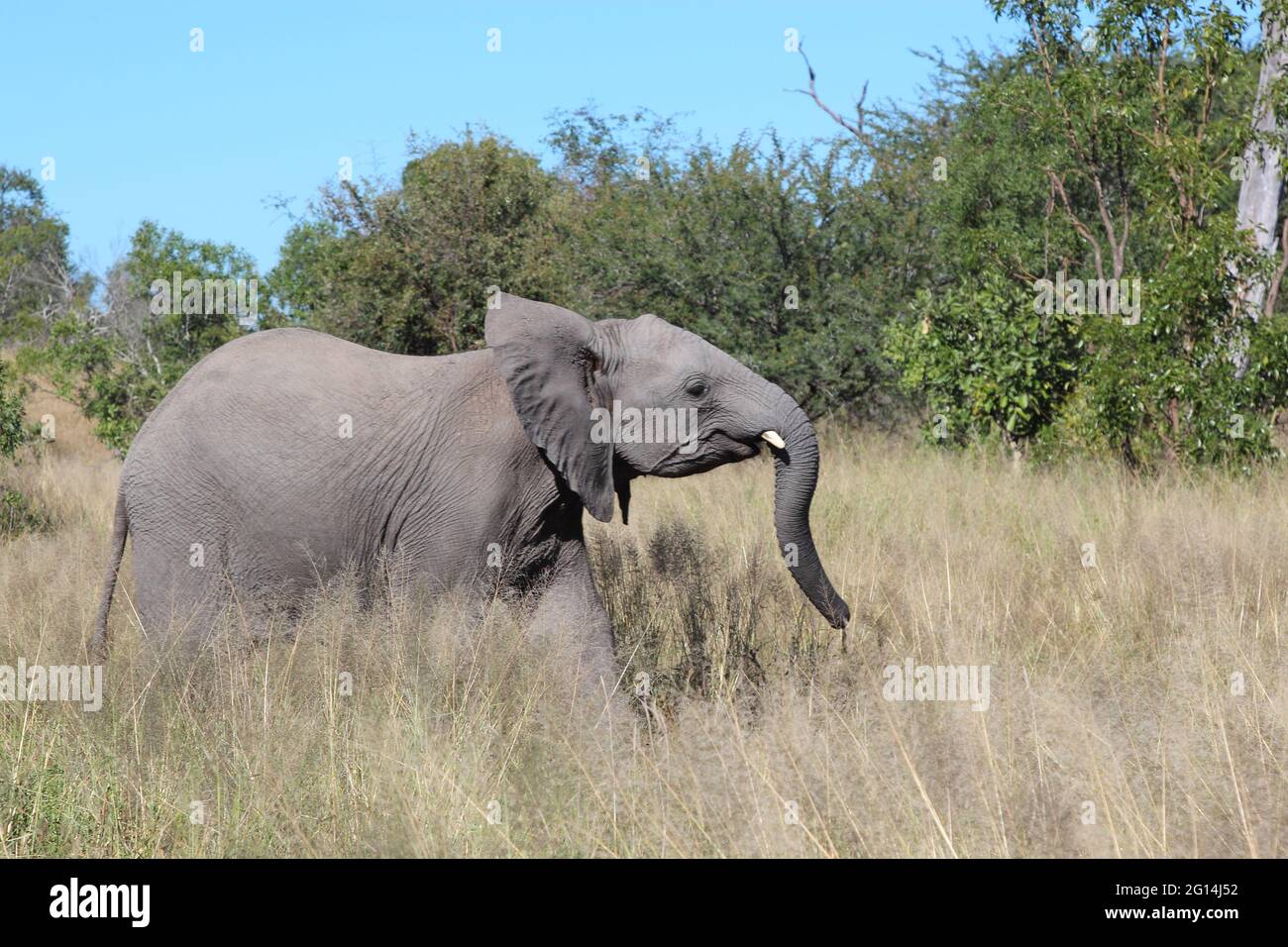 Afrikanischer Elefant / African elephant / Loxodonta africana Stock ...