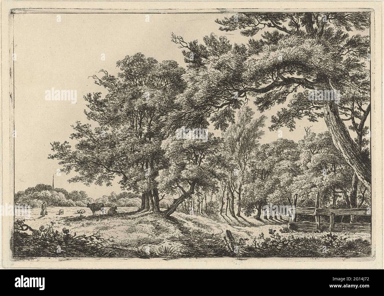 Landscape with two cows in the shade. A landscape with tall trees. In ...